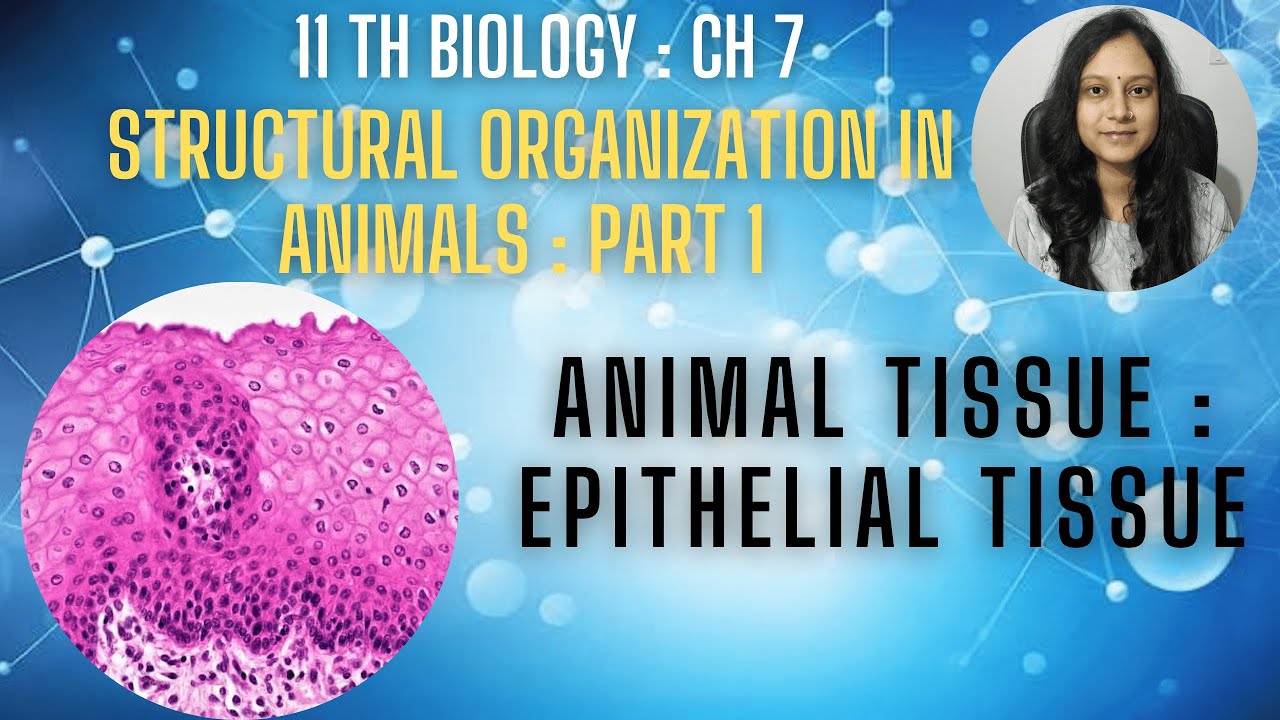 Structural organization in animals || Epithelial tissue || 11th class ...