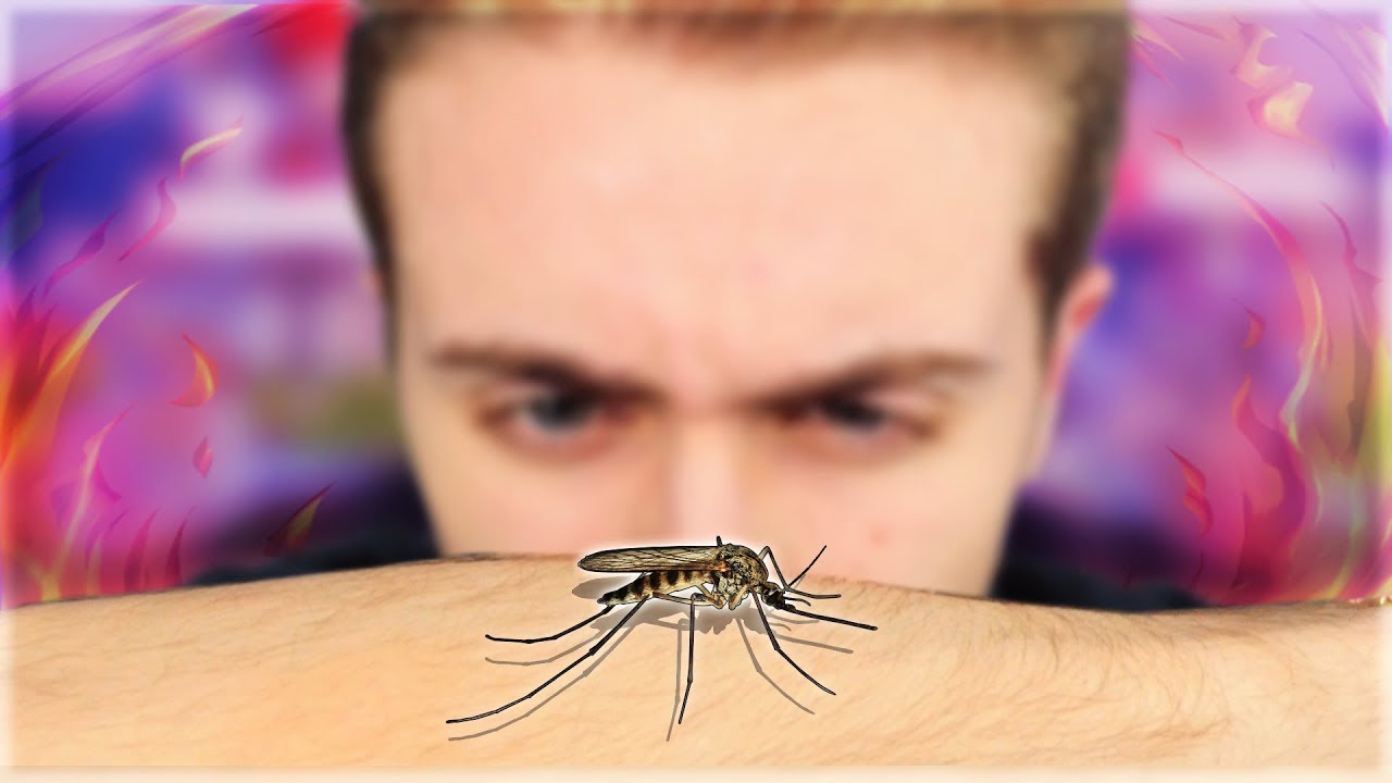 ILS SONT DE RETOUR (Slap the fly) - YouTube