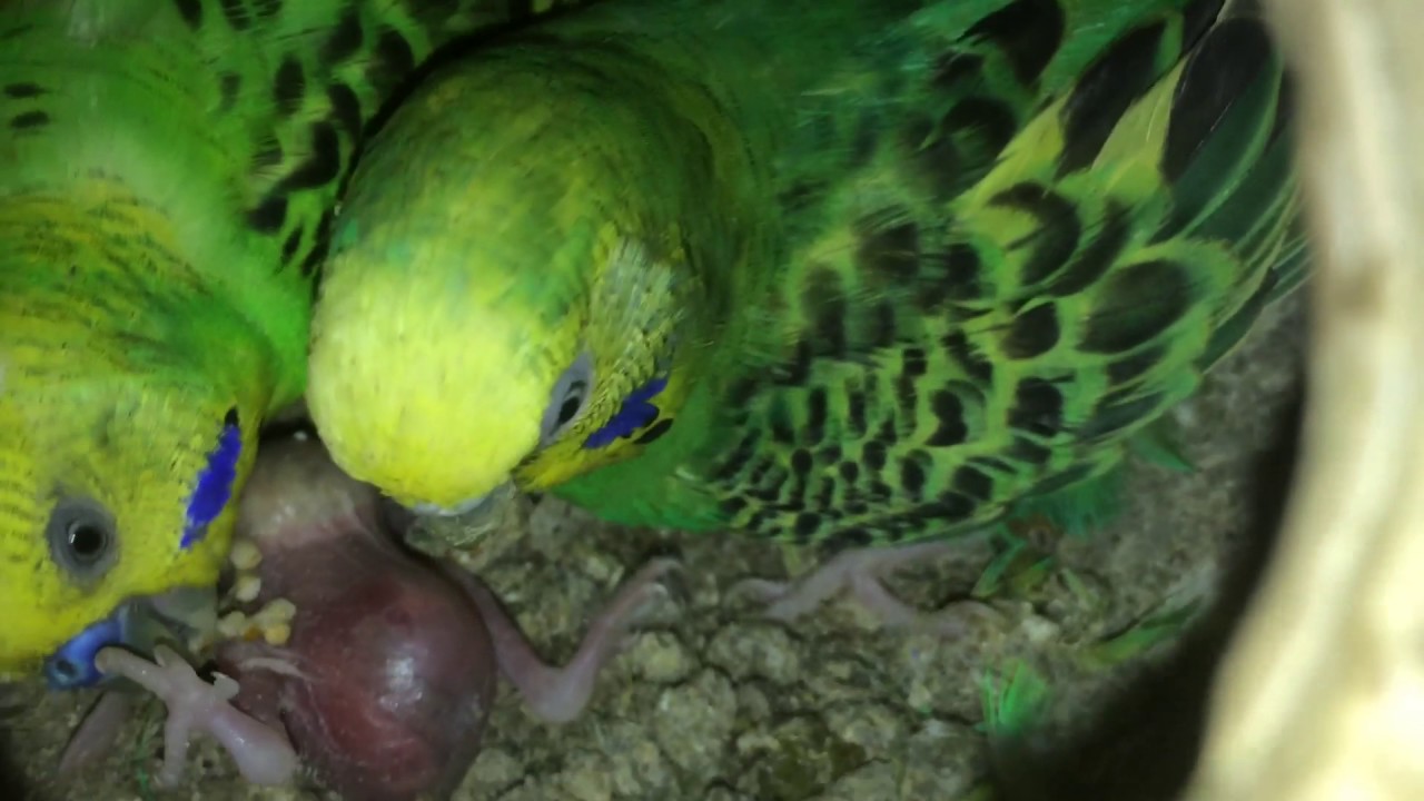 How budgies parrots mom dad feed their chicks? - YouTube