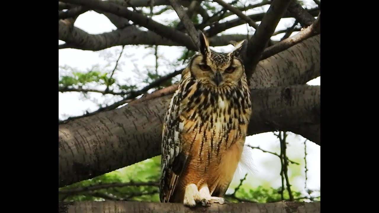 Indian Eagle Owl | Rock Eagle Owl | Bengal Eagle Owl - 1 - YouTube