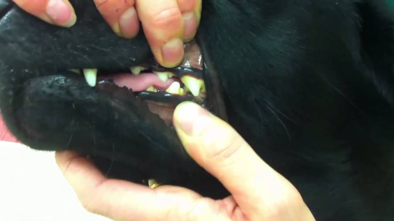 How to give your pet a dental check - YouTube