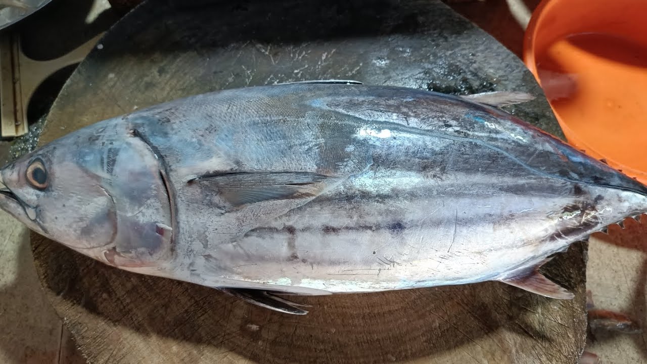 Tuna fish cutting skills ( bullet chura )#fullvideowatch #plz_subscribe ...