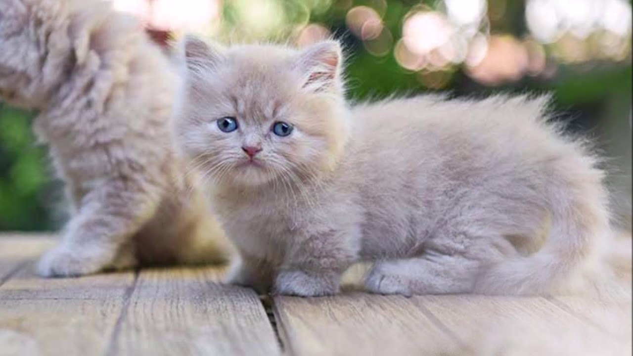 miniature ragdoll cats - YouTube