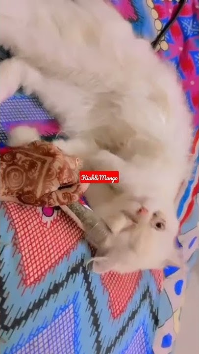 Cat nip make me high - YouTube