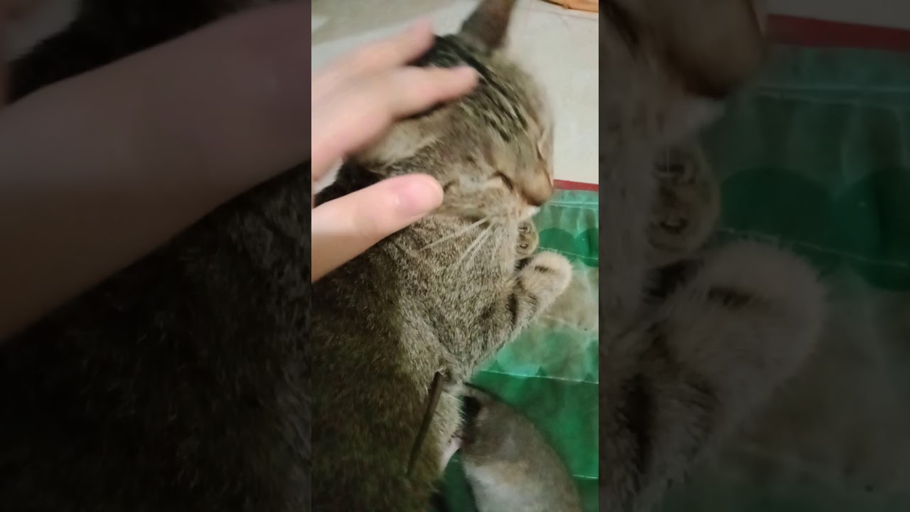 Cat catch a rat - YouTube