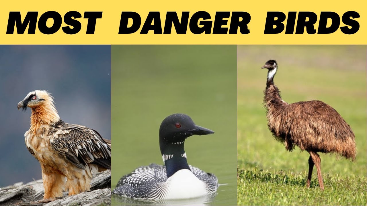 World Top Ten Danger Birds - YouTube