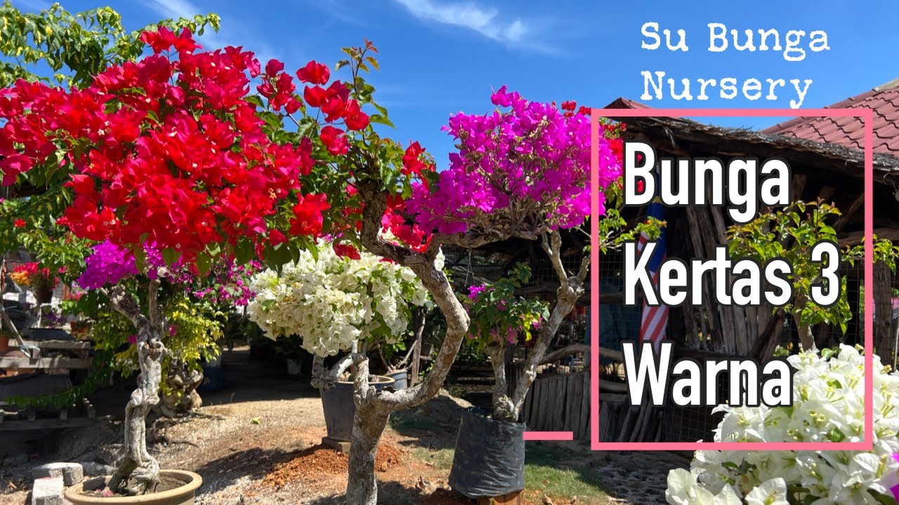 Bunga Kertas 3 Warna Hanya di Su Bunga Nursery di Kg Lempor Kuala ...