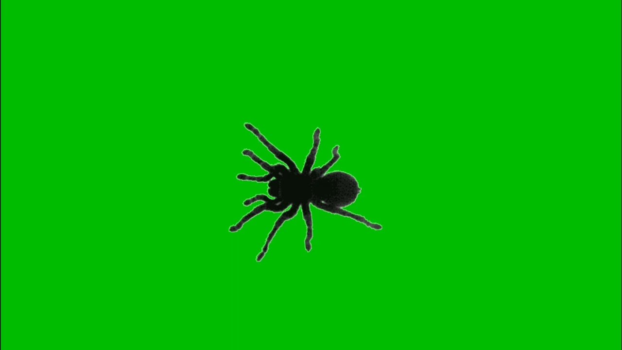Spider Running Green Screen Chroma Key Effect HD || Crazy Editor - YouTube