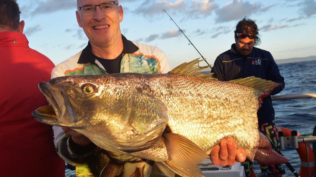 Jewfish bonanza. Amazing Mulloway bite, huge fish, huge sharks. What a ...