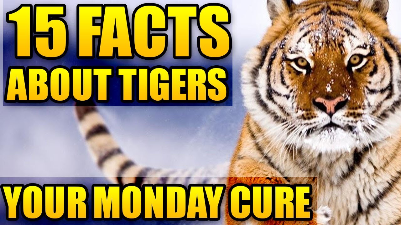 15 Awesome Facts About Tigers - Your Monday Cure - YouTube