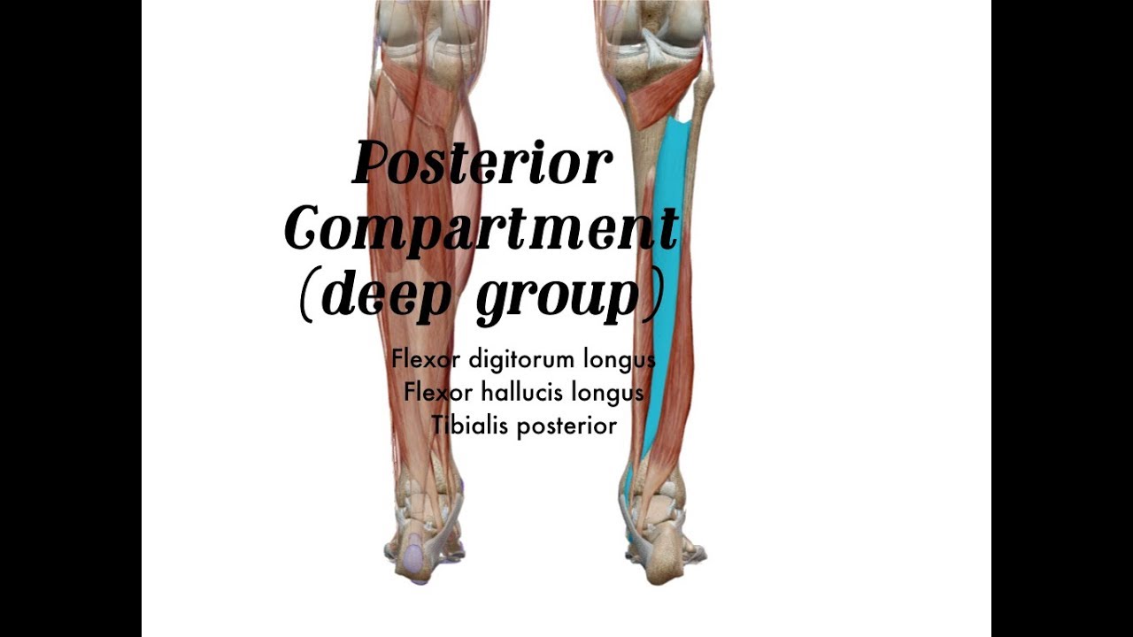 Lower Leg Muscles (deep group) - YouTube