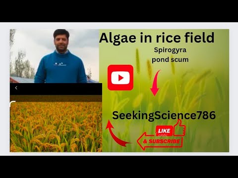 #spirogyra#paddy fields#algae#@SeekingScience786 - YouTube