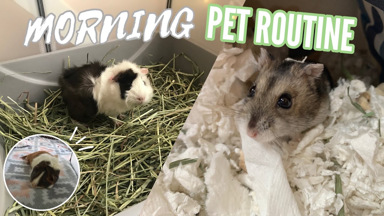 My Morning Pet Routine 2021 - YouTube