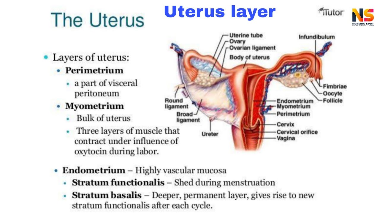 Uterine Layers