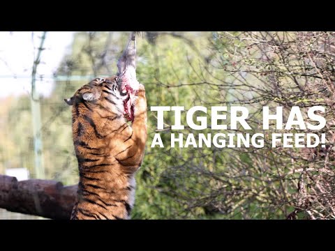 TIGER has a HANGING FEED! - YouTube