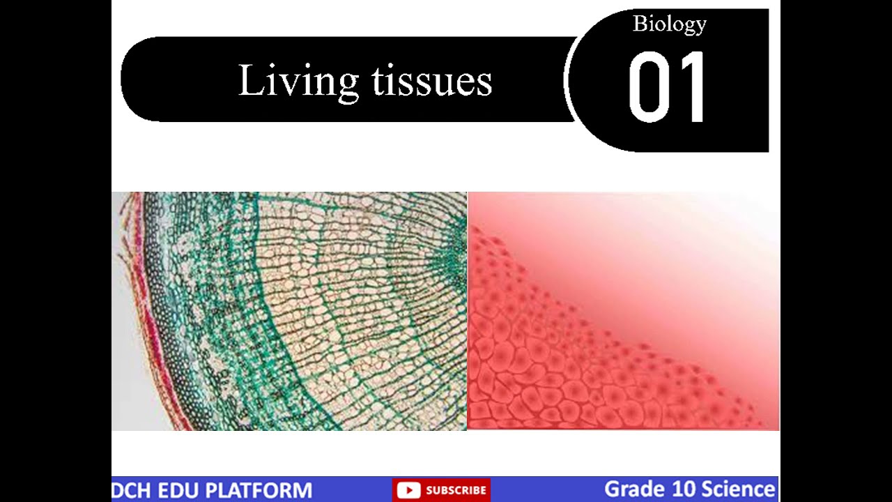 Living tissues part 01 - Plant tissues (Grade 11 Science EM) - YouTube