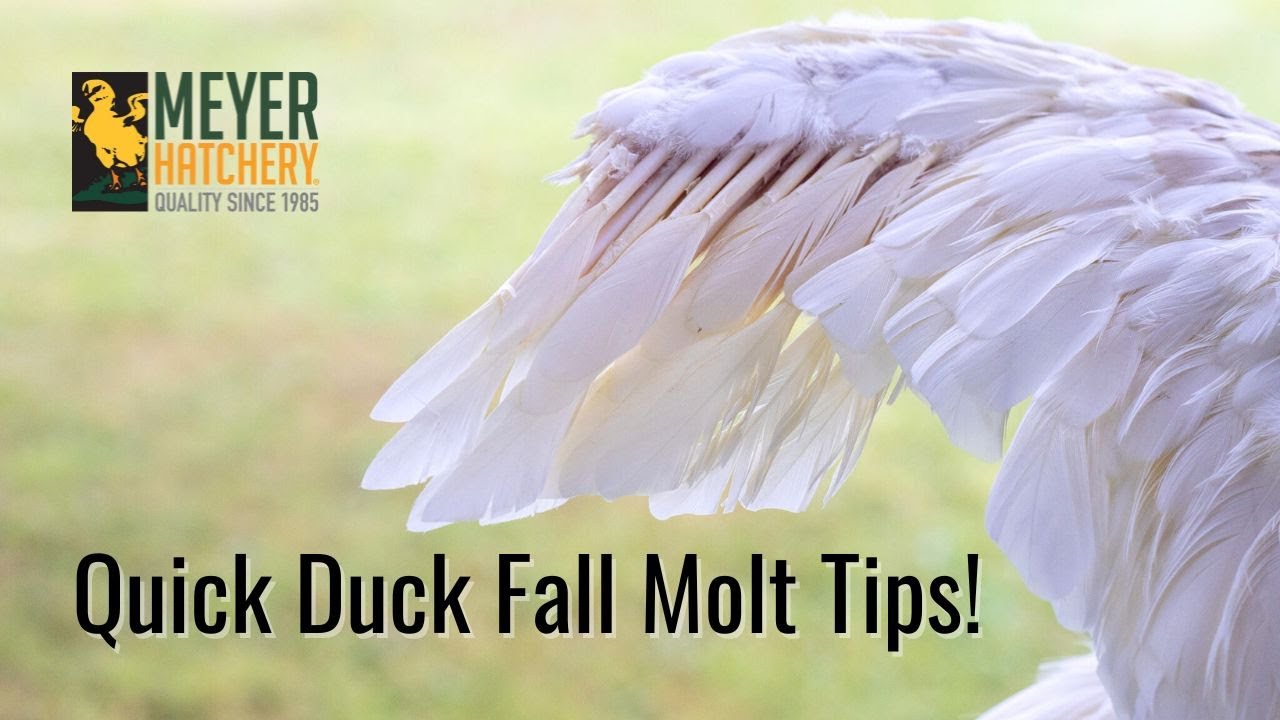 Quick Duck Fall Molt Tips! - YouTube