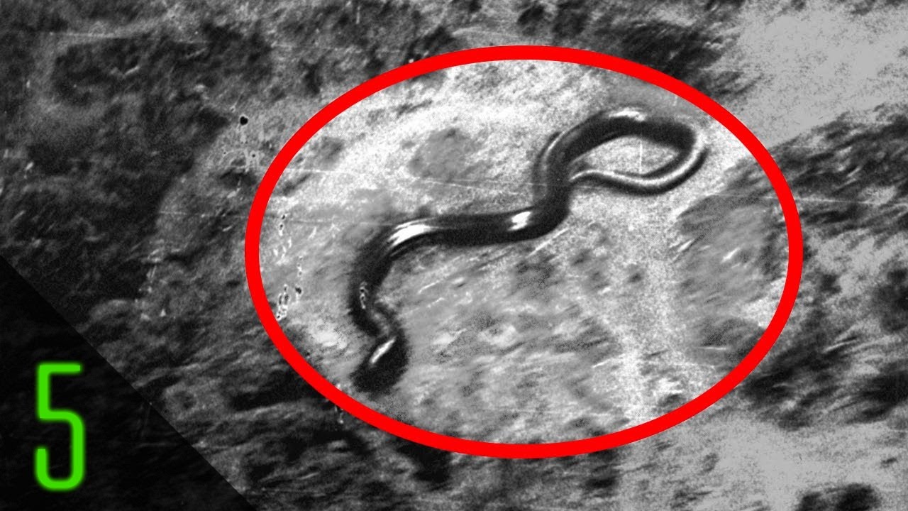 5 Mysterious Creature Sightings & Encounters in the Middle of Wars ...
