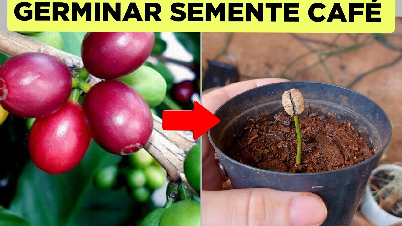 COMO GERMINAR SEMENTE DE CAFÉ PASSO A PASSO - MUITO FÁCIL - YouTube