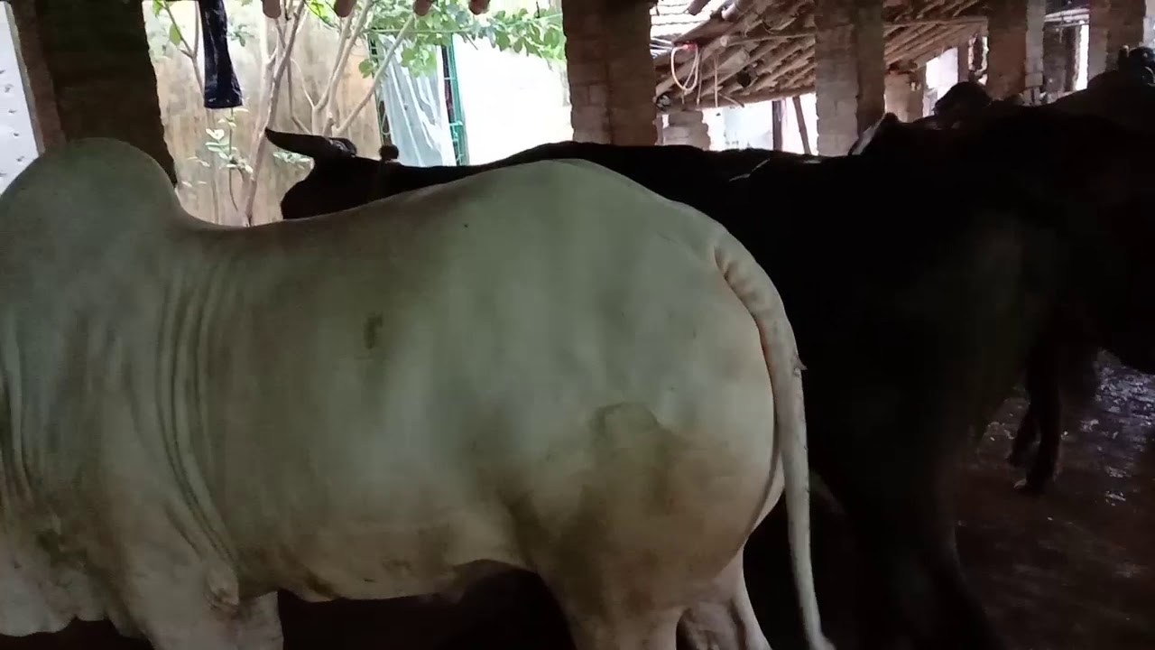Asher Zahid cow 2021 - YouTube