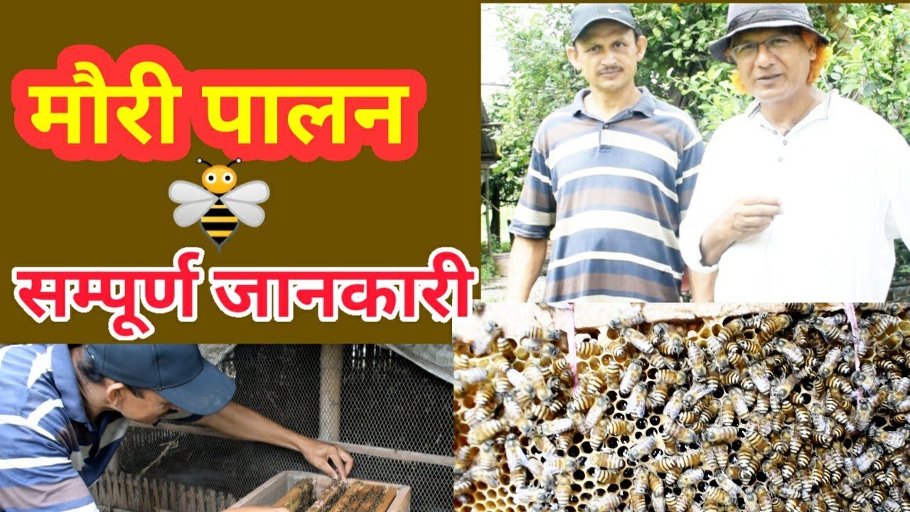 Mauri palan byabsaya in Nepal मौरी पालन सम्बन्धि सम्पूर्ण जानकारीscope ...