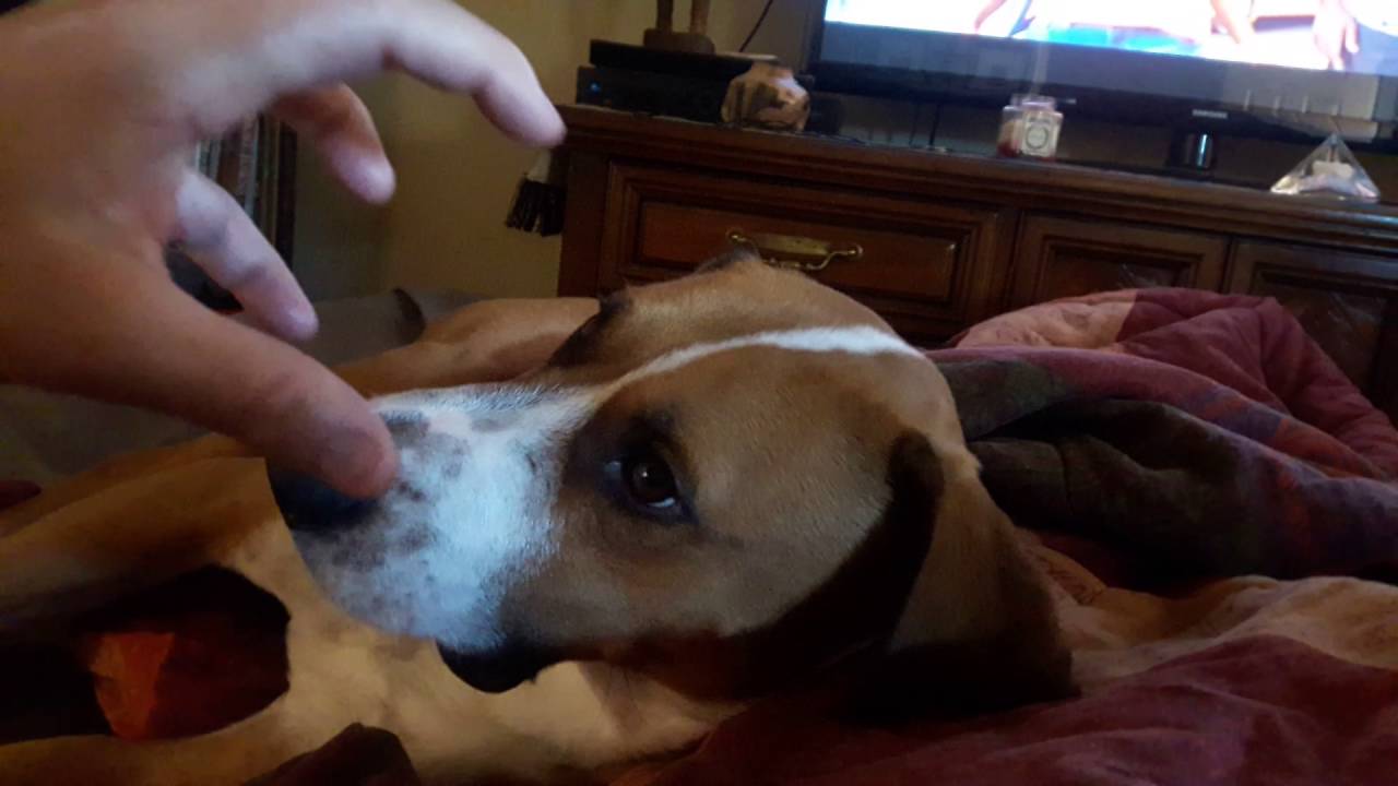 Monty The Killer Fox Hound - YouTube