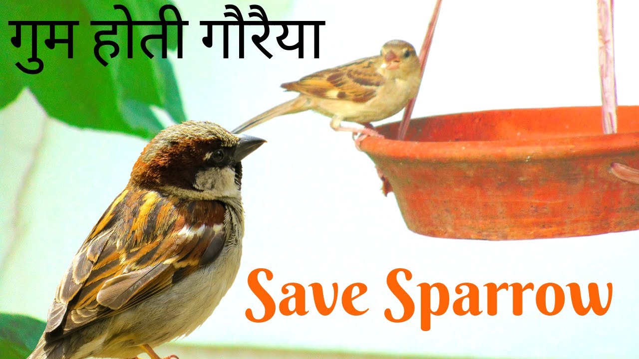 Save Sparrow | नन्ही गौरैया को बचाइए | World Sparrow Day , Save Birds ...