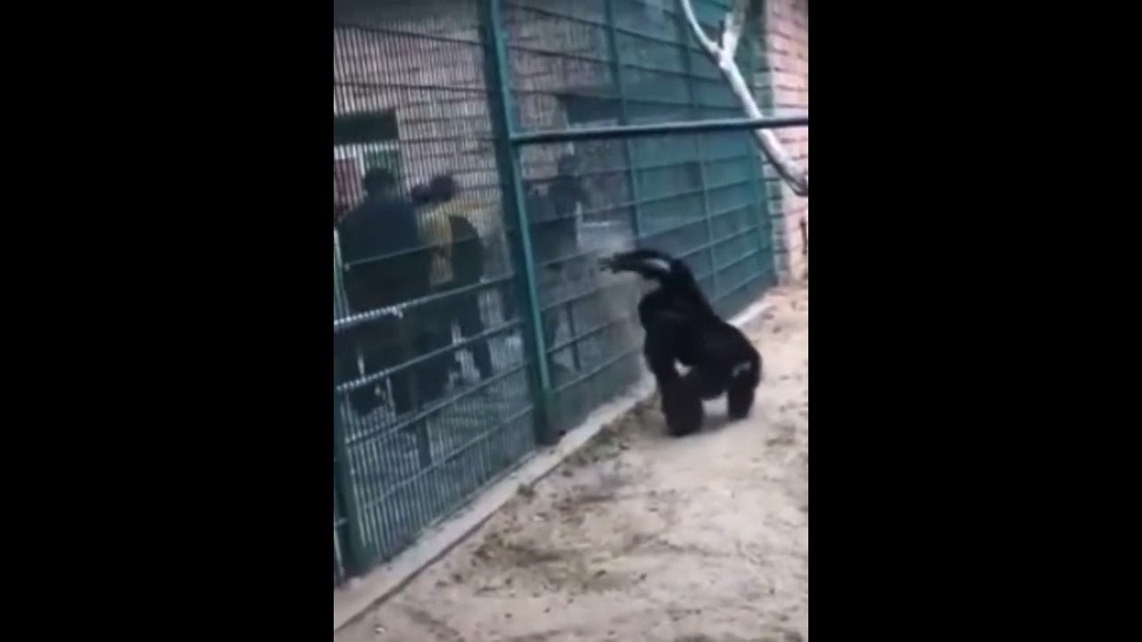 Monkey going crazy - YouTube