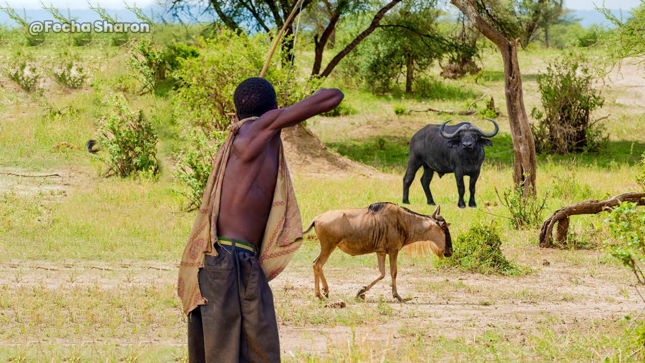 How Do Hadzabe Start Their Morning Day | How They Made Arrows | Hadzabe ...