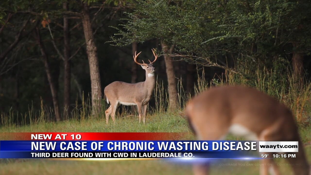 New Case of Chronic Wasting Disease - YouTube