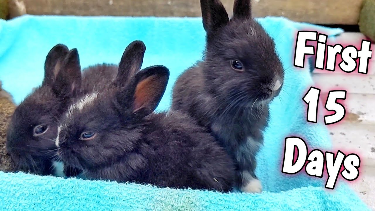 Baby Bunnies Grow Up [ 1-15 Days ] - YouTube