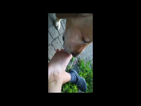 challenge accepted - dog licking ticklng my feet