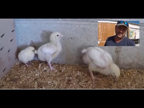Chickens Day 1 to Week 5 (With size Comparison) - YouTube