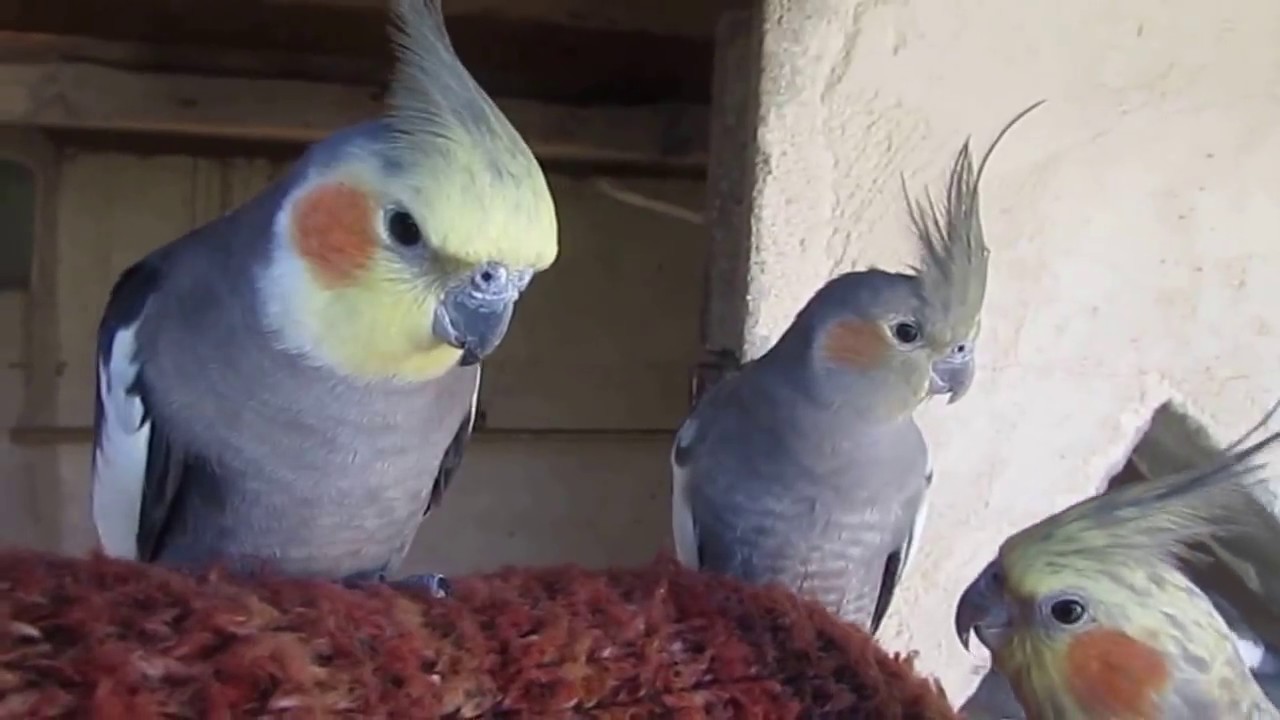 calopsitte - YouTube