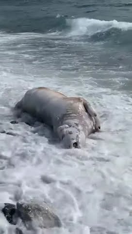 2000 KG COW DEAD at the SEA BEACH - YouTube