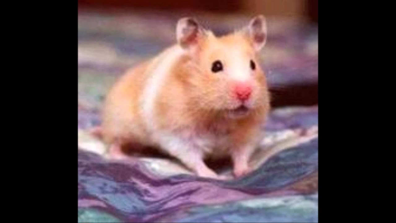hamsters lindos:) - YouTube
