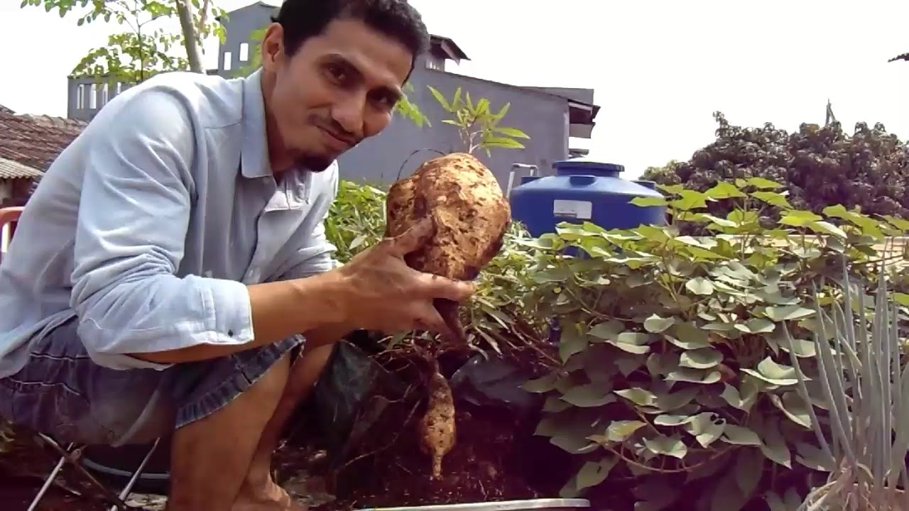 Cara mudah tanam ubi tambulampot dengan hasil panen super jumbo, Ini ...