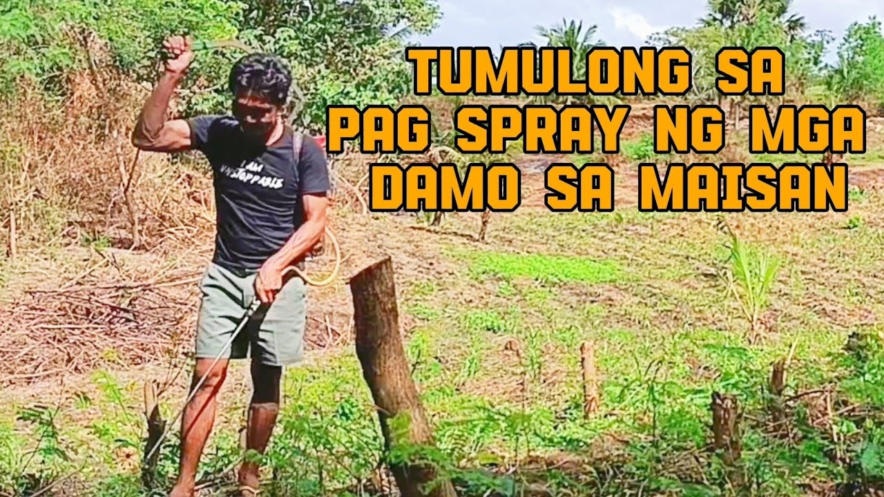Tumulong ako sa Pag spray ng mga Damo.#Bernierada - YouTube