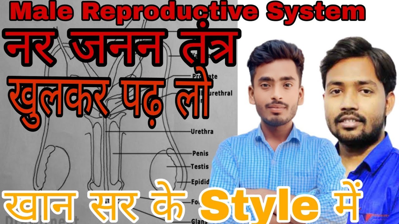 male reproductive system {Nar janan tantra} नर जनन तंत्र #trending # ...