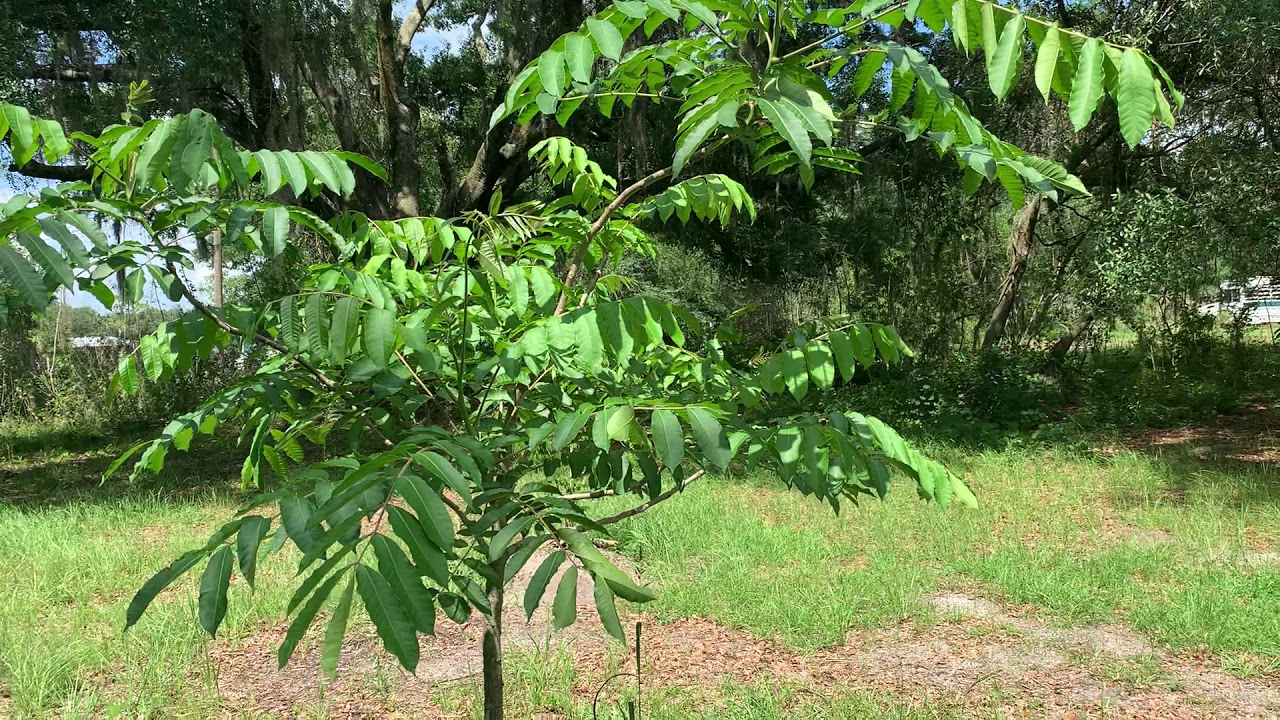 Beauty of Neem Tree - YouTube