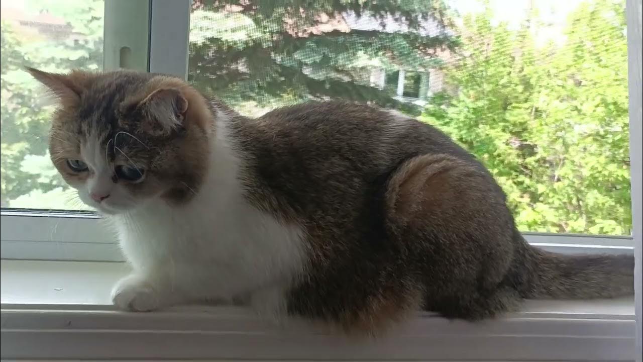 котики kotki - YouTube