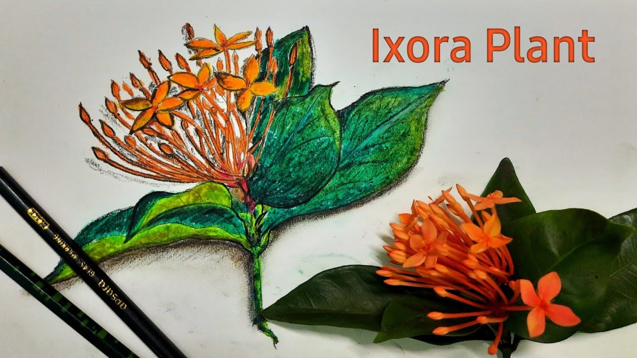 How To Draw A Ixora Shurb || how to draw ixora coccinea - YouTube