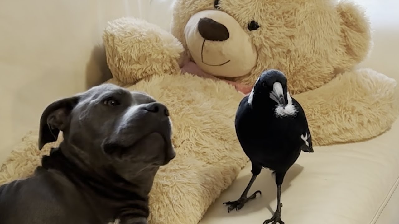 Come And Play With My Piece Of Fluff! - YouTube