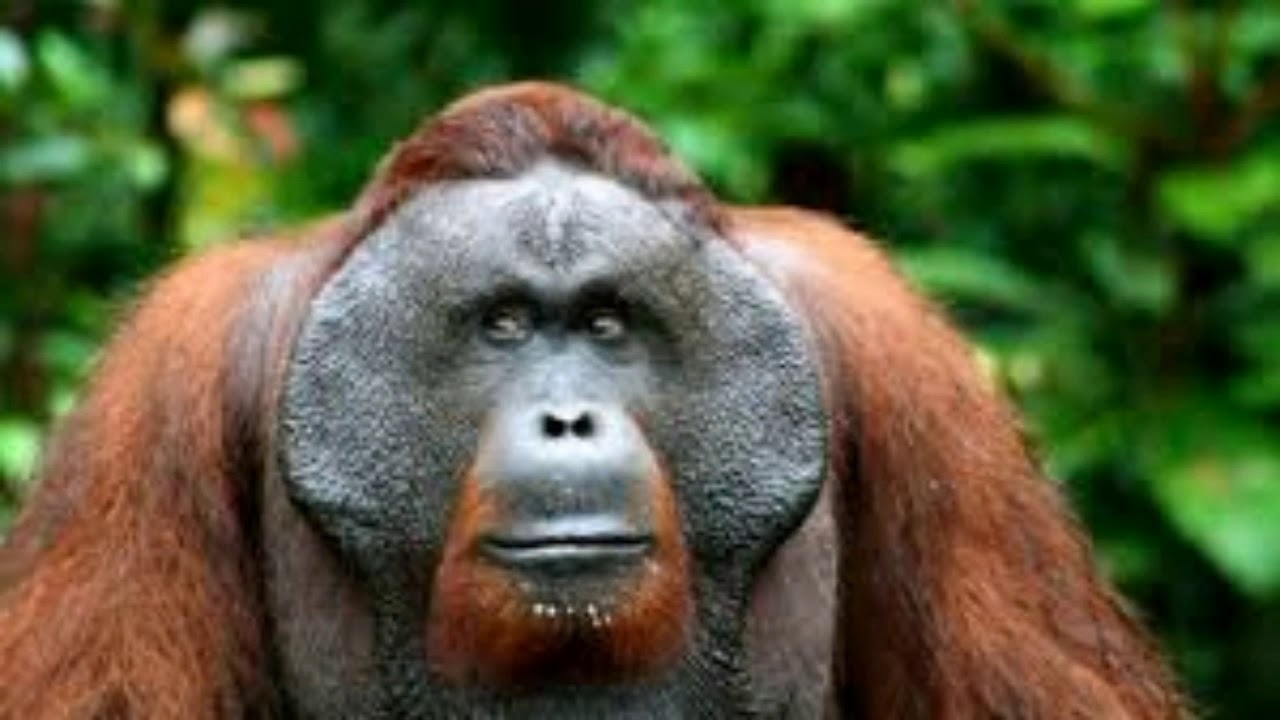 6 ANIMAIS MAIS INTELIGENTES DO MUNDO - YouTube