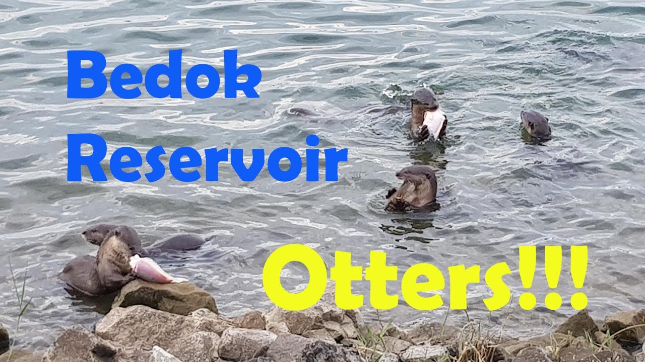 Otters catching fish at Bedok Reservoir Singapore - YouTube