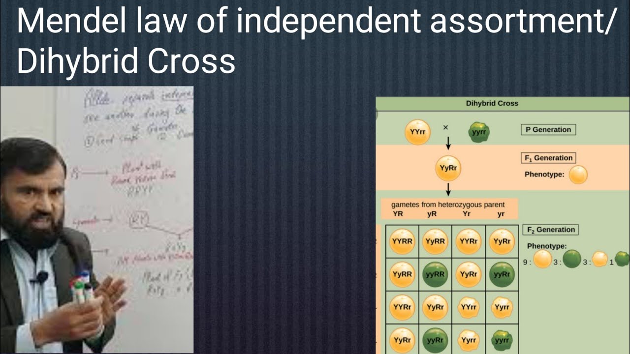 Mendel law of independent assortment/Dihybrid Cross - YouTube