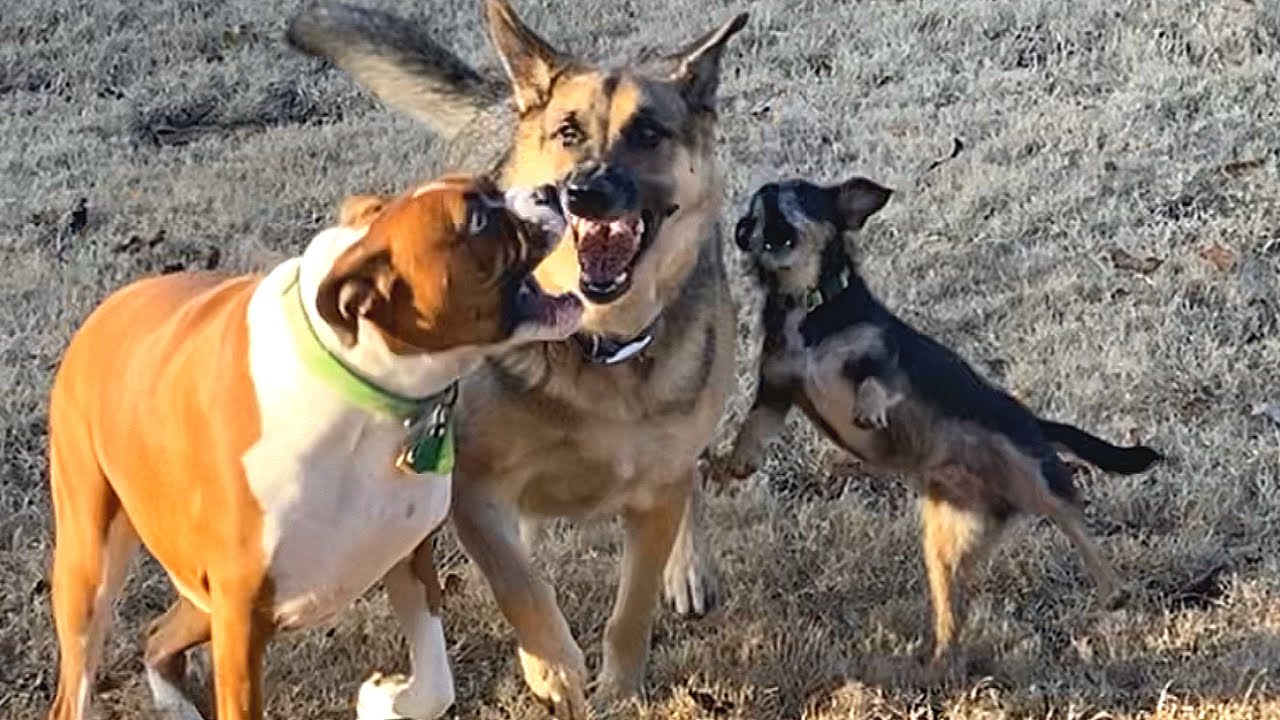 (75lbs)Boxer vs (115lbs)German Shepherd - YouTube