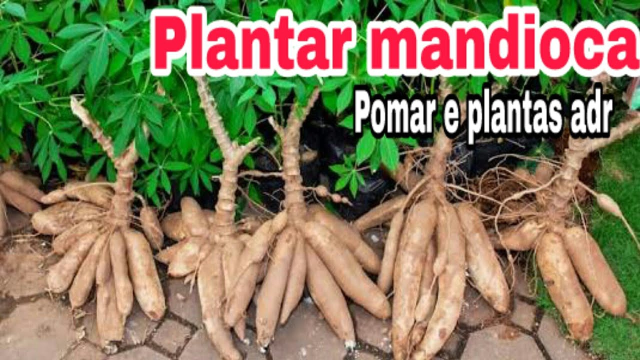 VEJA COMO PLANTAR MANDIOCA !! - YouTube