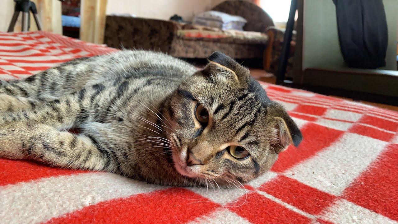 ALICE MEOW🐈 в прямом эфире - YouTube