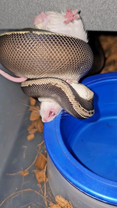 Python Leaves It Hanging - YouTube